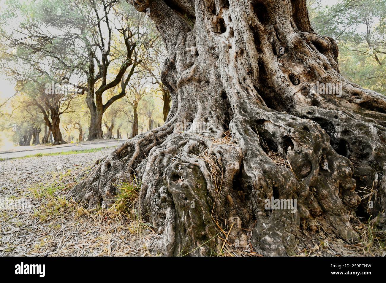 Roots of an olive tree in the Parc Pian, Menton, French Riviera, Alpes ...
