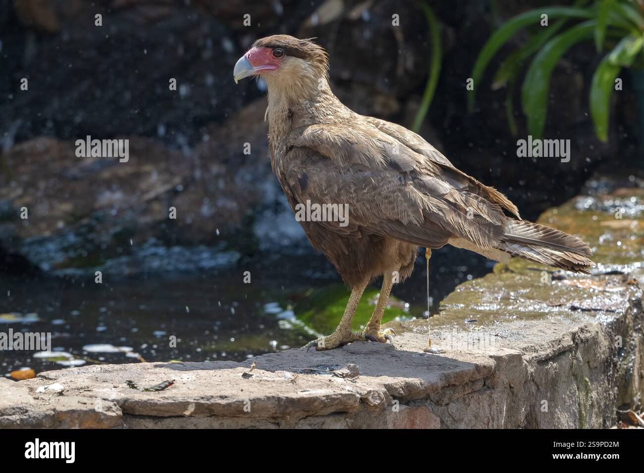 Crested caracara (Caracara plancus), backlight, Pantanal, inland ...