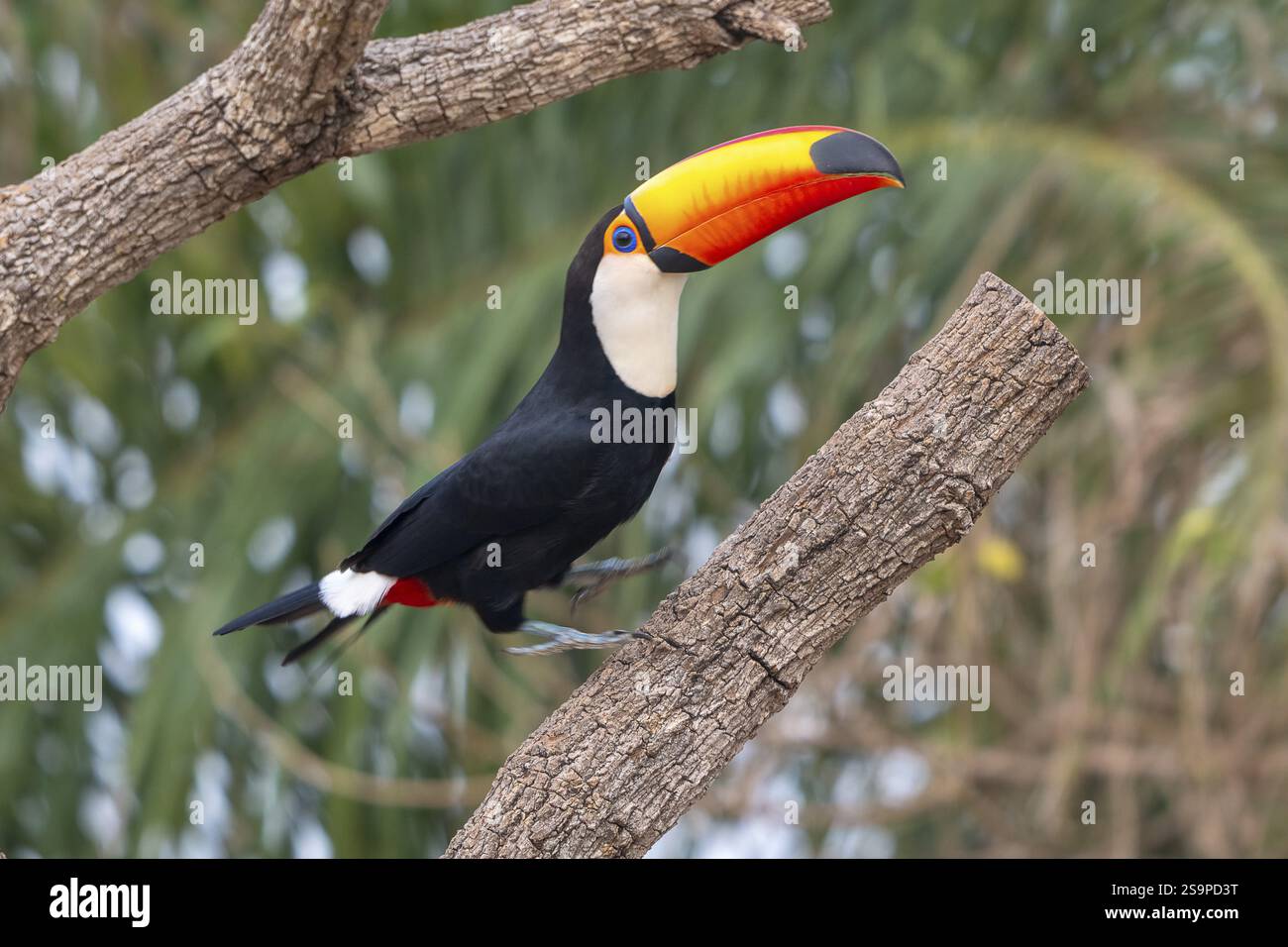 Giant toucan (Ramphastos toco), Pantanal, inland, wetland, UNESCO ...