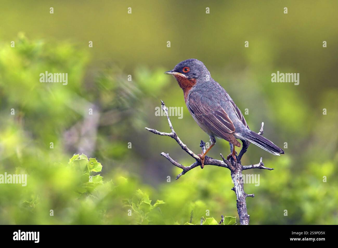 White-bearded warbler, (Sylvia cantillans), perch, biotope, bearded ...