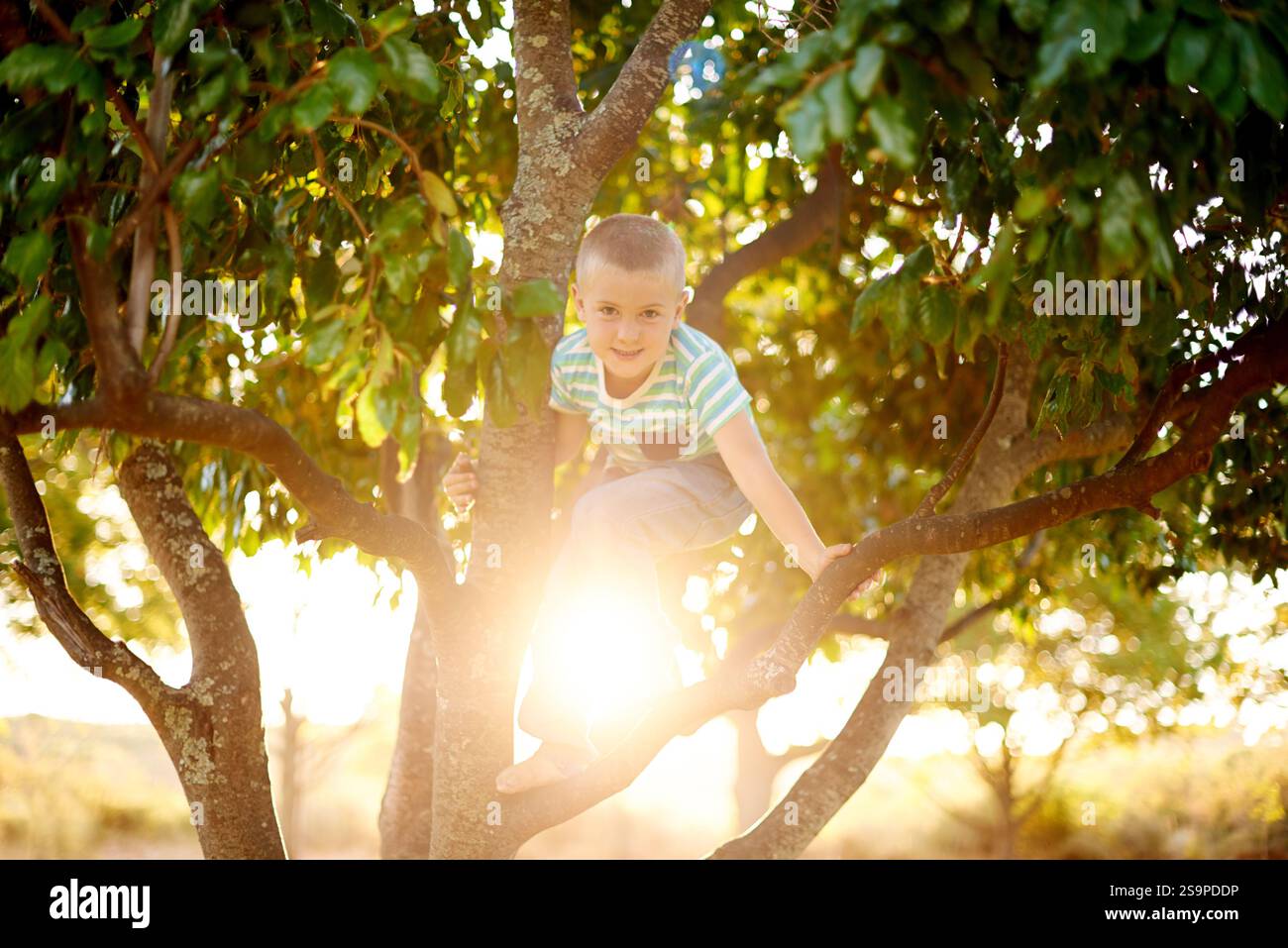 Happy, climbing and portrait of child in tree for playing, childhood ...