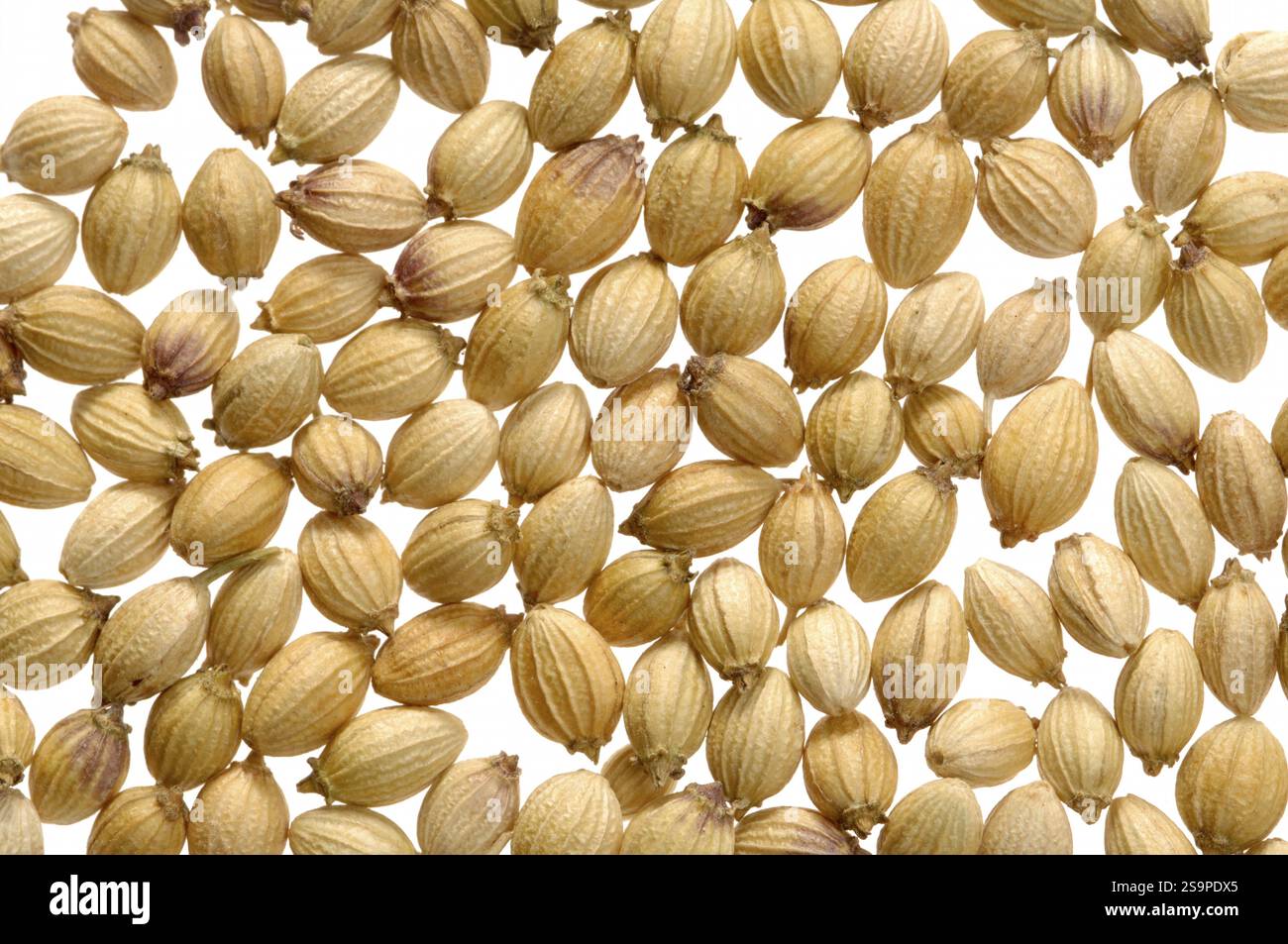Spices, coriander seeds on a white background Stock Photo - Alamy