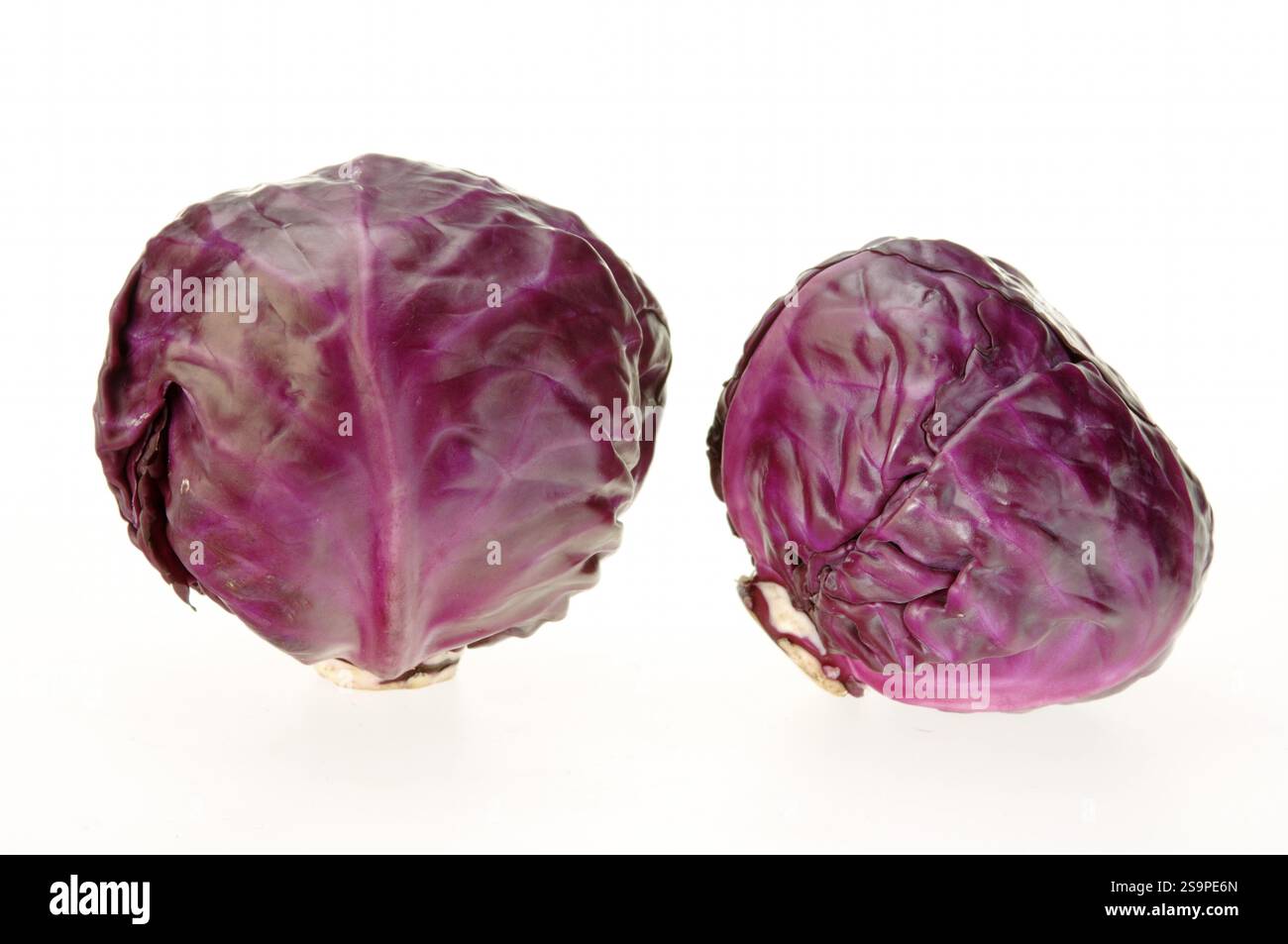 Vegetable, Red Cabbage brassica Oleracea on white background Stock ...