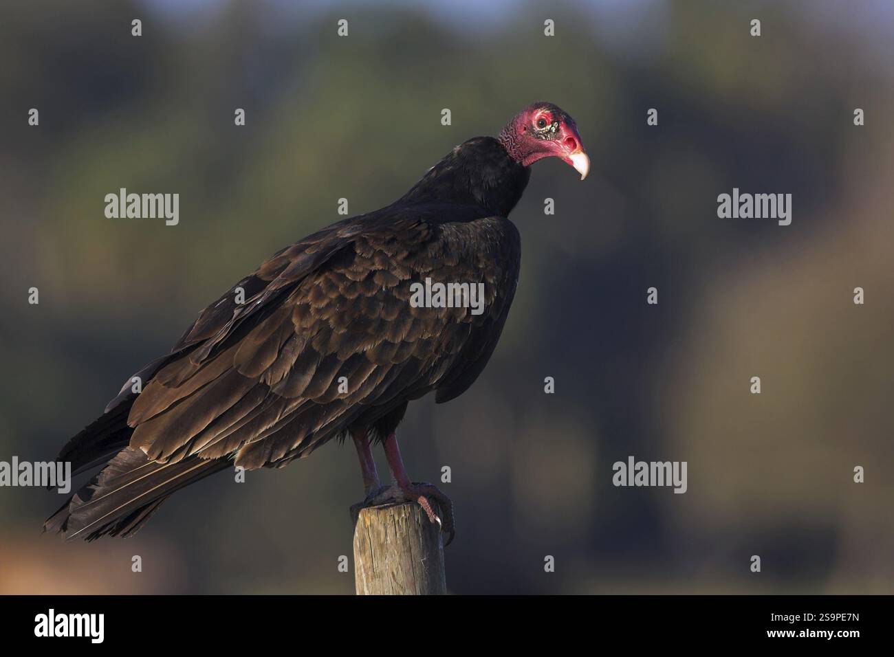 Turkey vulture, (Cathartes aura), vulture, animals, birds, perch, Joe ...