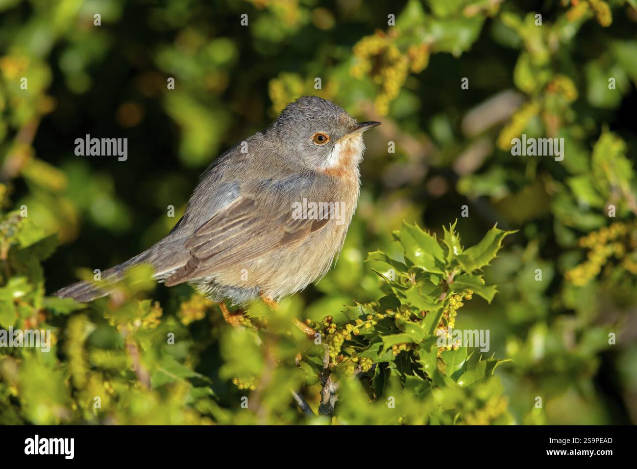 White-bearded warbler, warbler, (Sylvia cantillans), perch, biotope ...