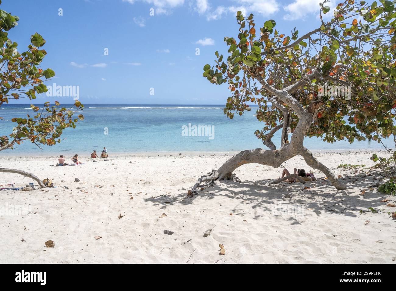 The Plage de l'Hermitage with mangroves and tourists, west coast ...