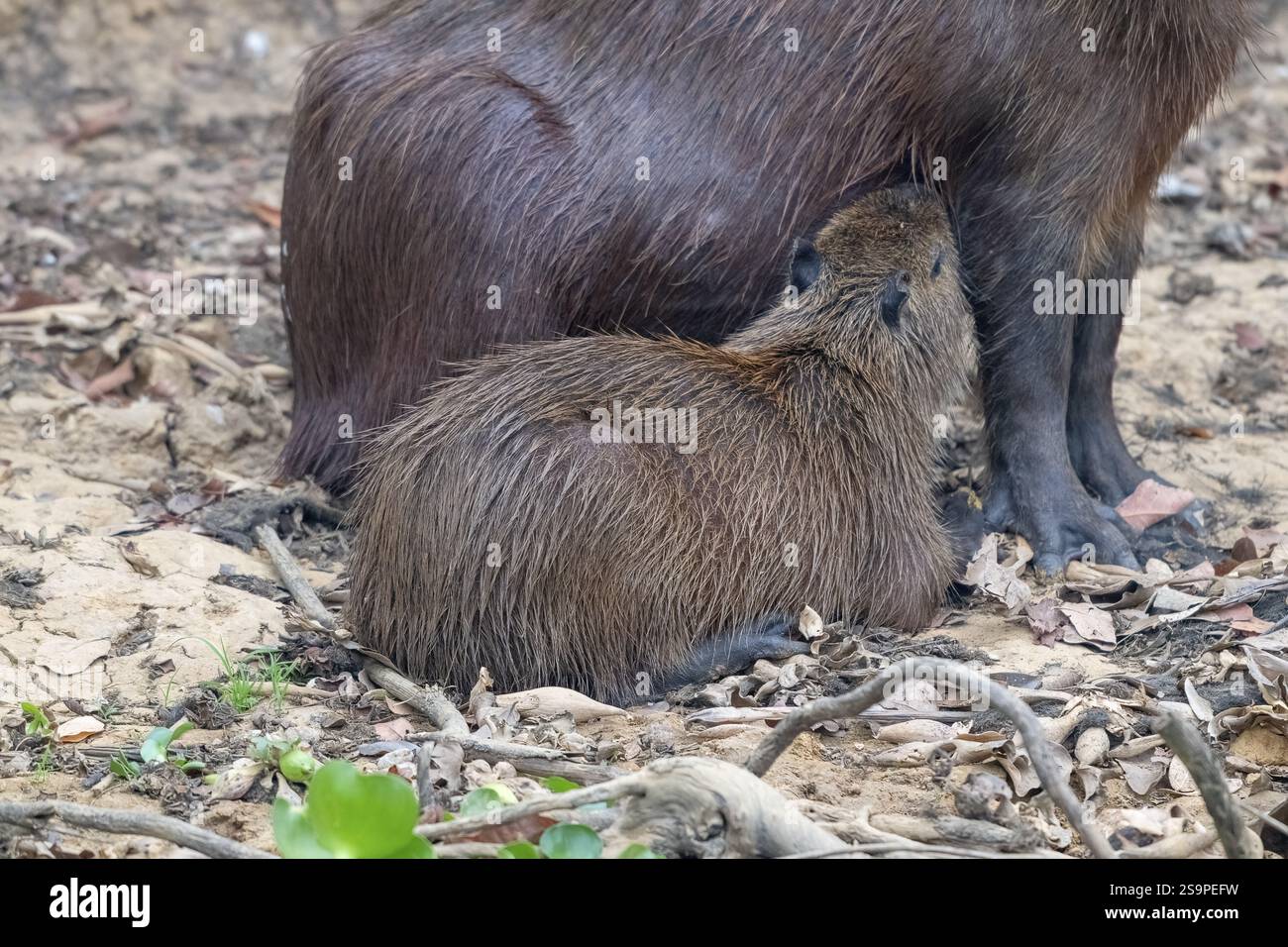 Capybara or capybara (Hydrochoerus hydrochaeris), young animal being ...