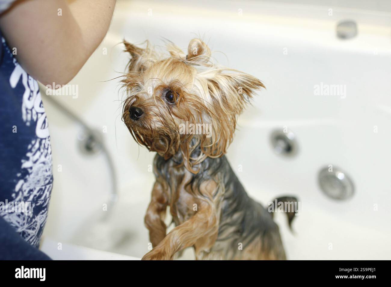 A wet dog standing in a bathtub, portraying a moment in the grooming ...