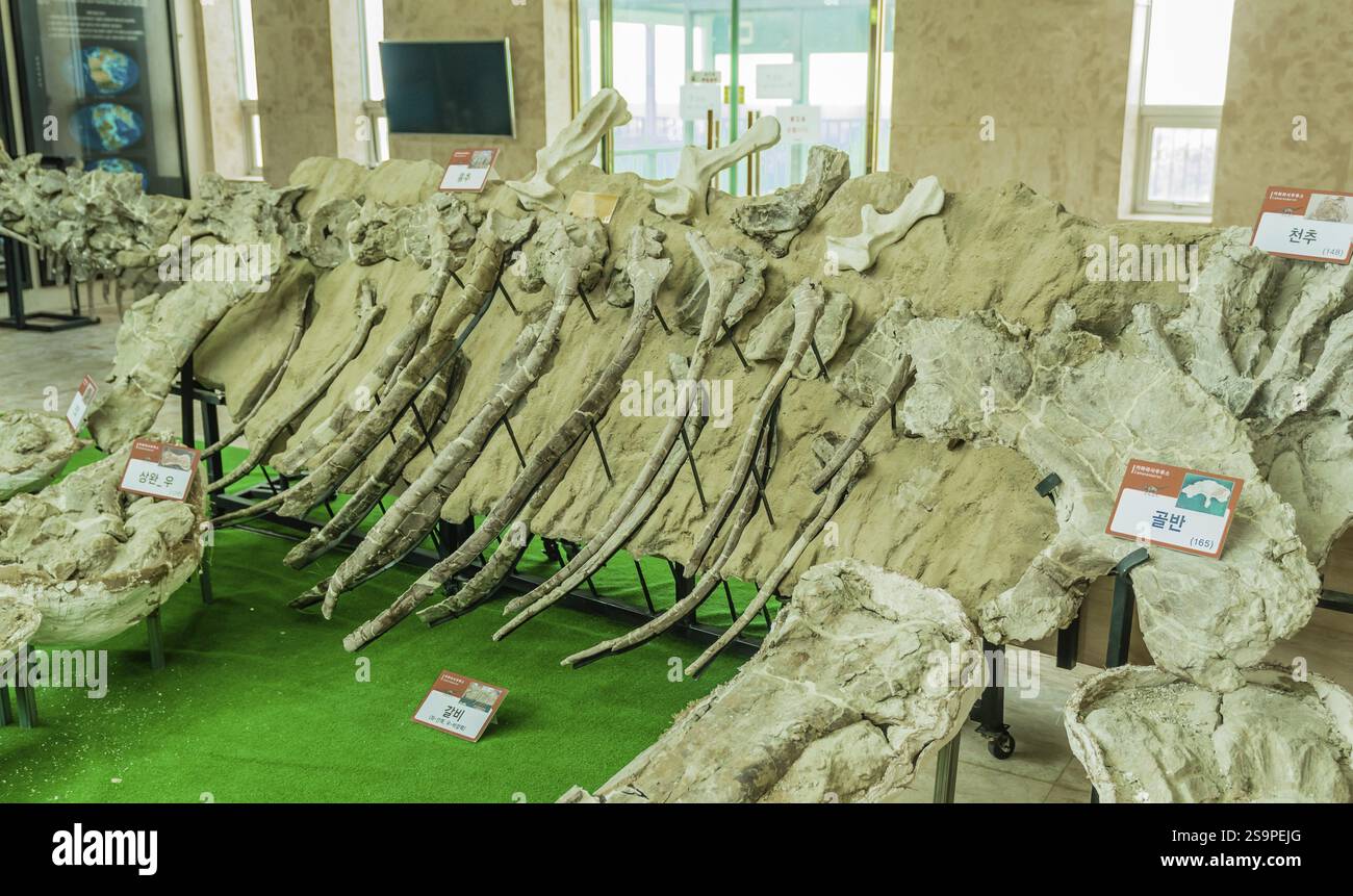 Taean, South Korea, August 14, 2019: Skeleton of whale on display at ...