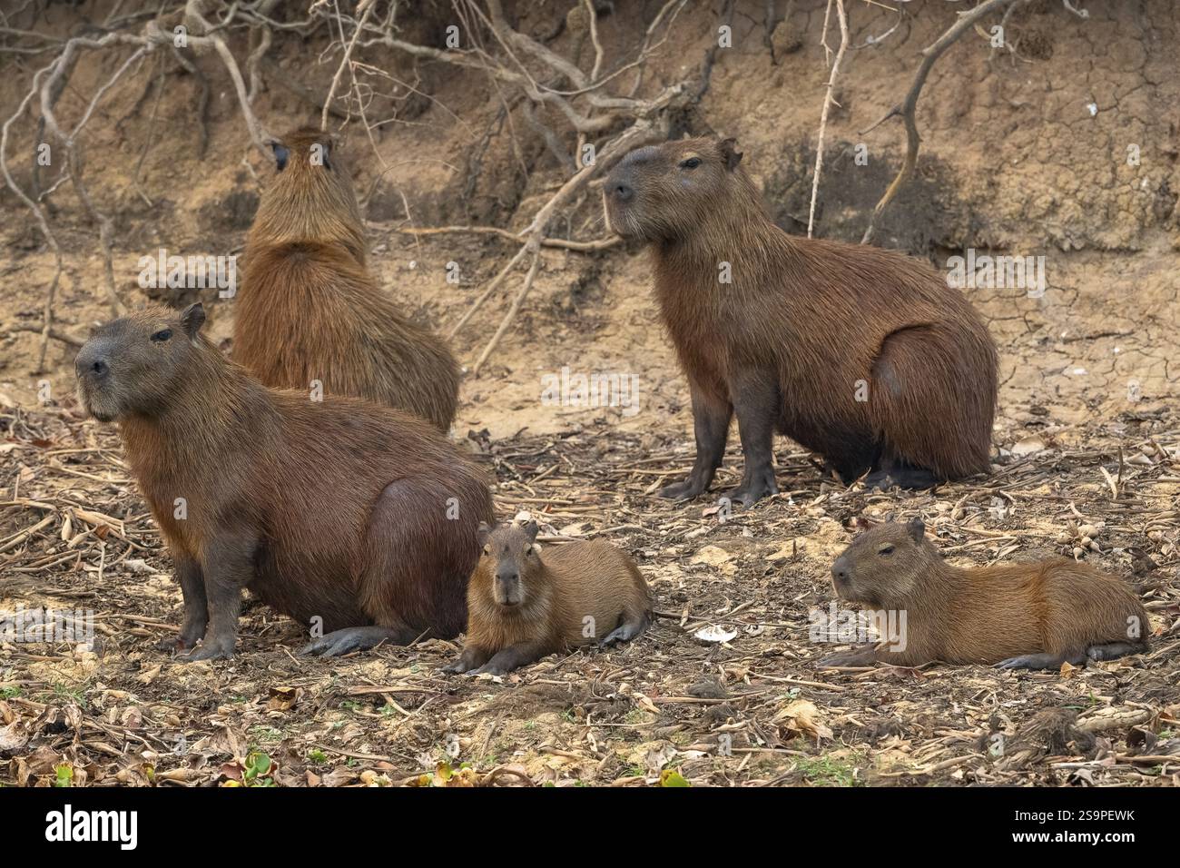 Capybara or capybara (Hydrochoerus hydrochaeris), group, Pantanal ...