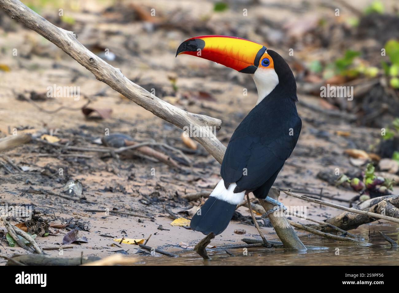 Giant toucan (Ramphastos toco), Pantanal, inland, wetland, UNESCO ...