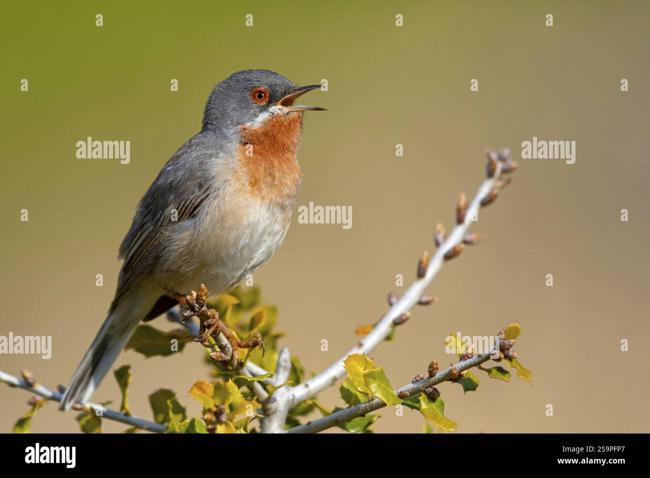White-bearded warbler, warbler, (Sylvia cantillans), perch, biotope ...