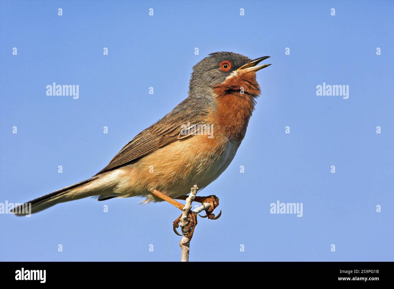 White-bearded warbler, (Sylvia cantillans), perch, biotope, bearded ...