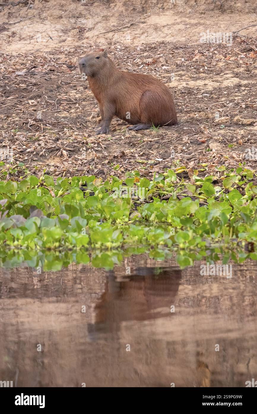 Capybara or capybara (Hydrochoerus hydrochaeris), reflection, Pantanal ...