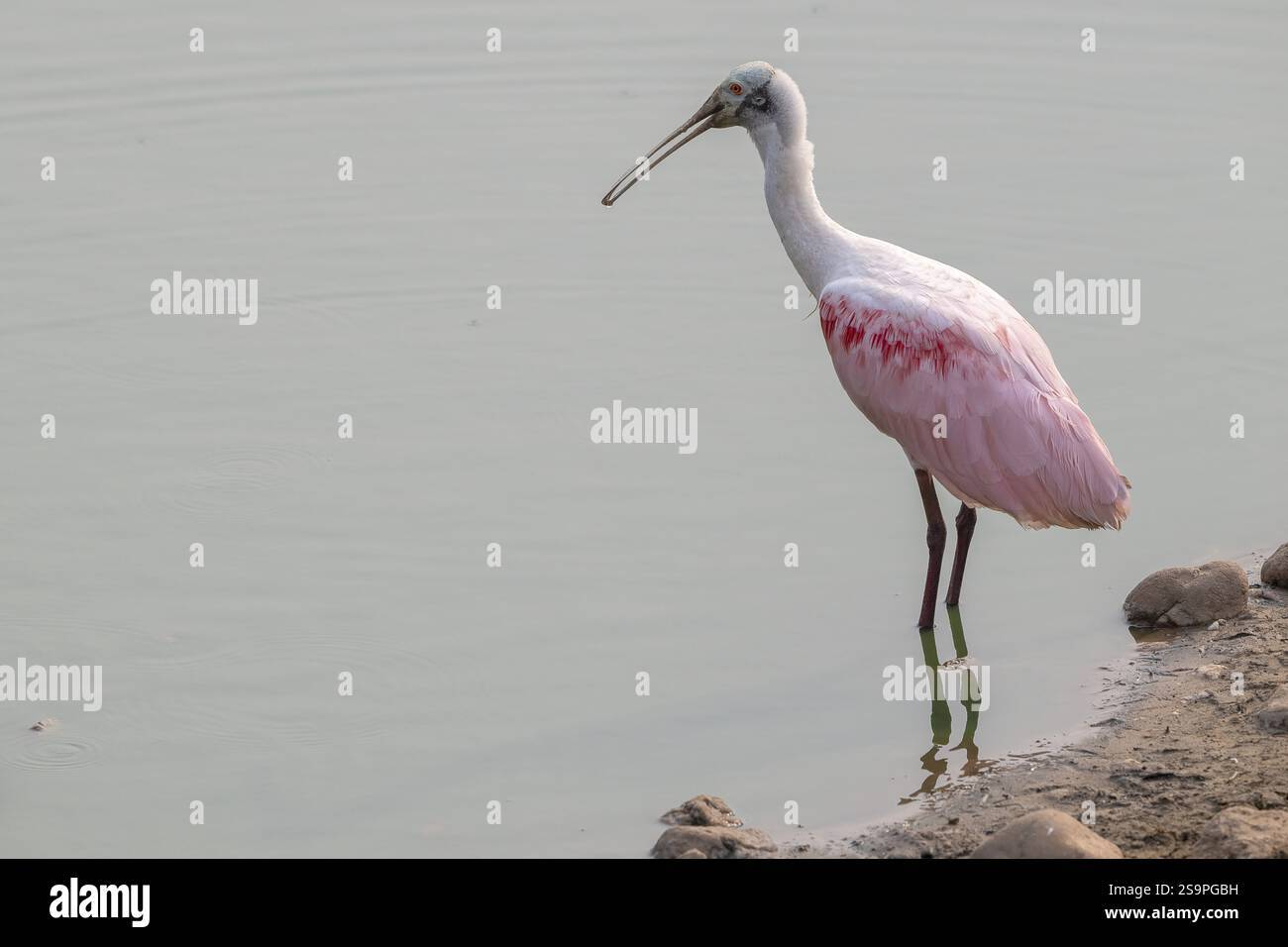 Roseate spoonbill (Ajaia ajaja), Pantanal, inland, wetland, UNESCO ...