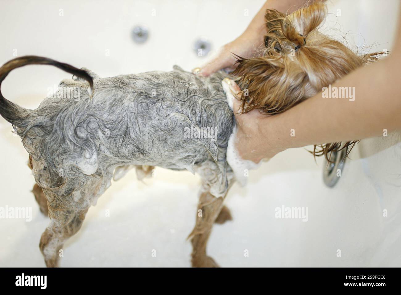 Small dog with lathered fur being bathed and cleaned in a tub Stock ...