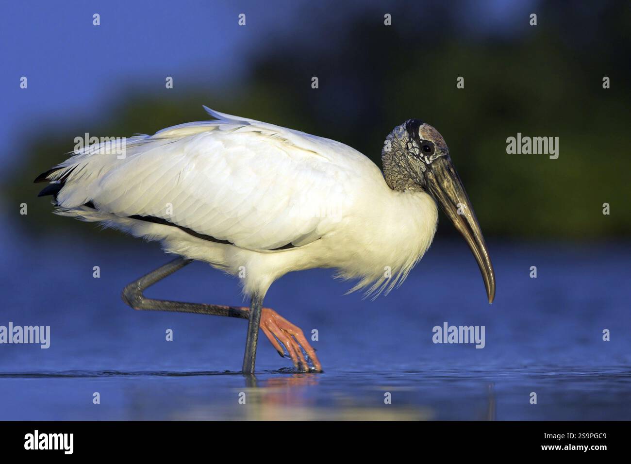 Wood stork, (Mycteria american), biotope, habitat, foraging, family ...