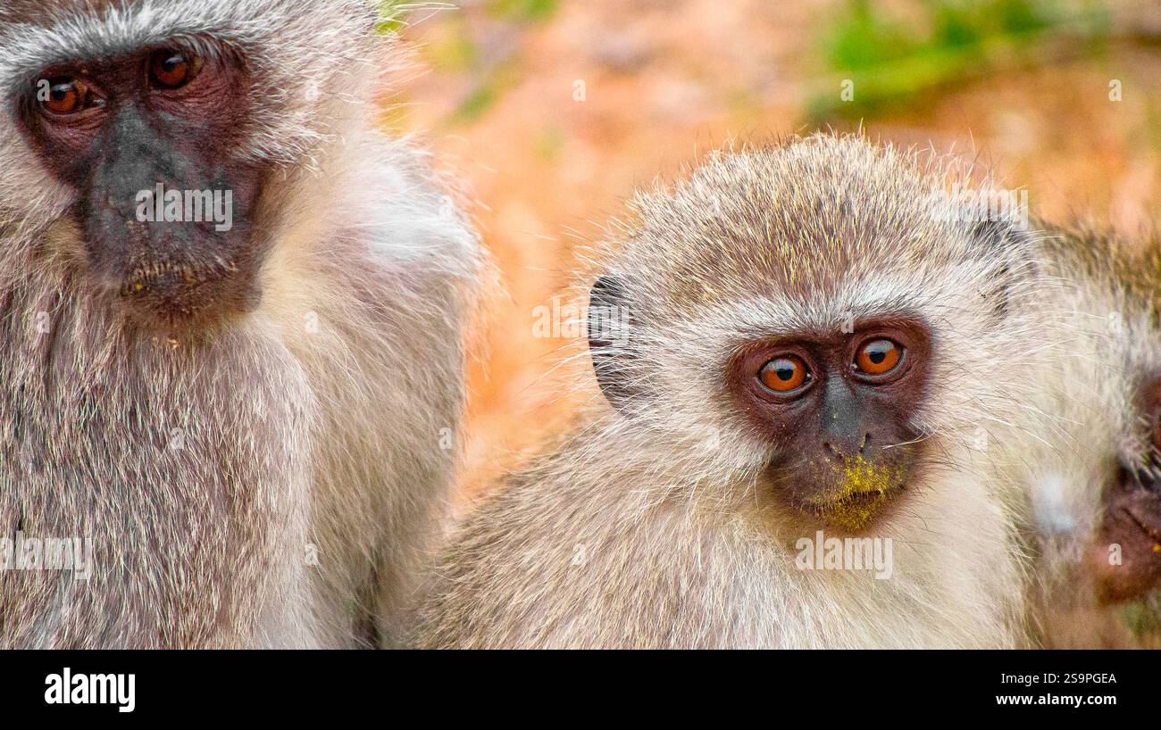 Vervet Monkey, Cercopithecus aethiops, Kruger National Park, Mpumalanga ...