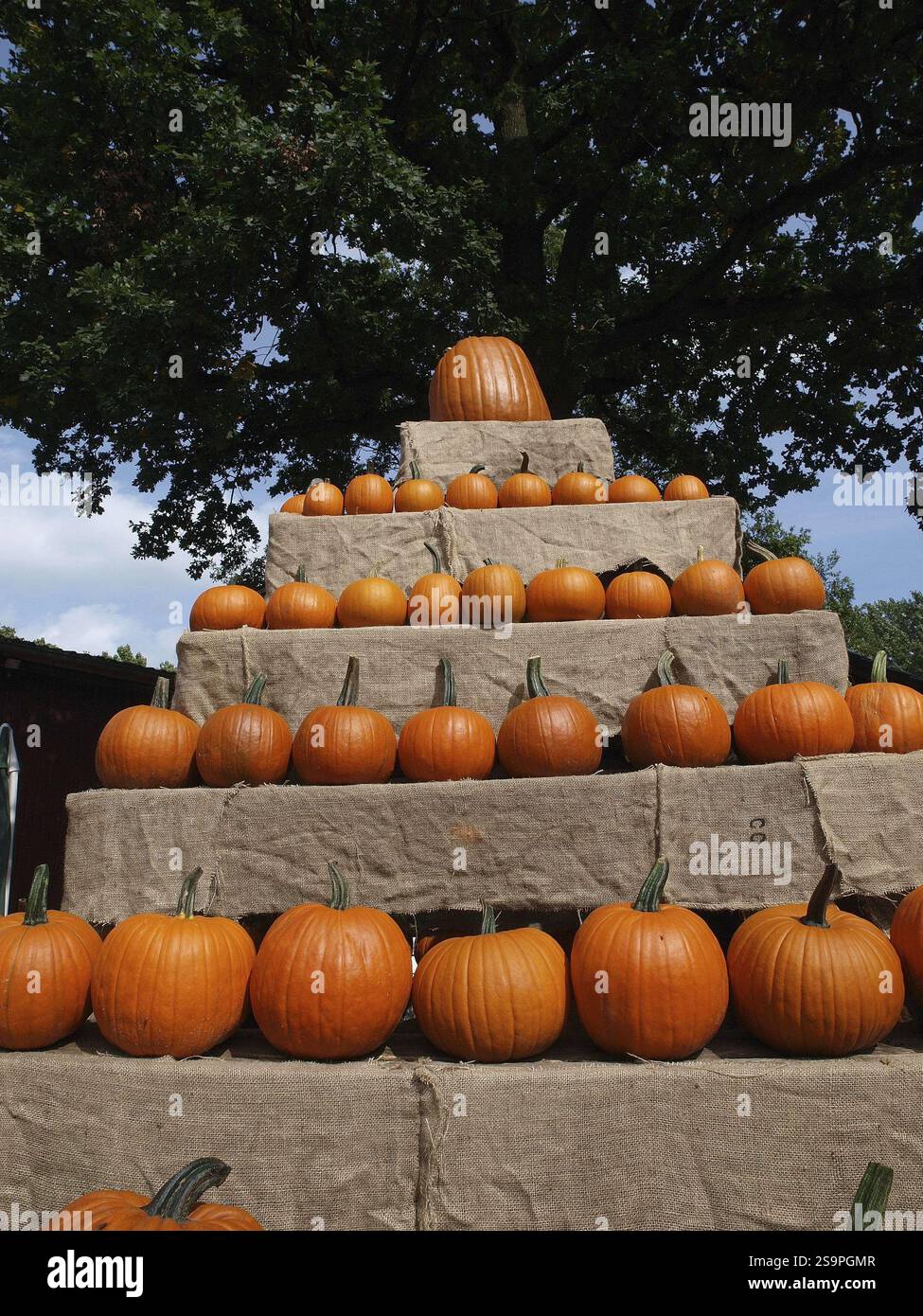 A pyramid of pumpkins stacked under an outdoor tree, borken ...
