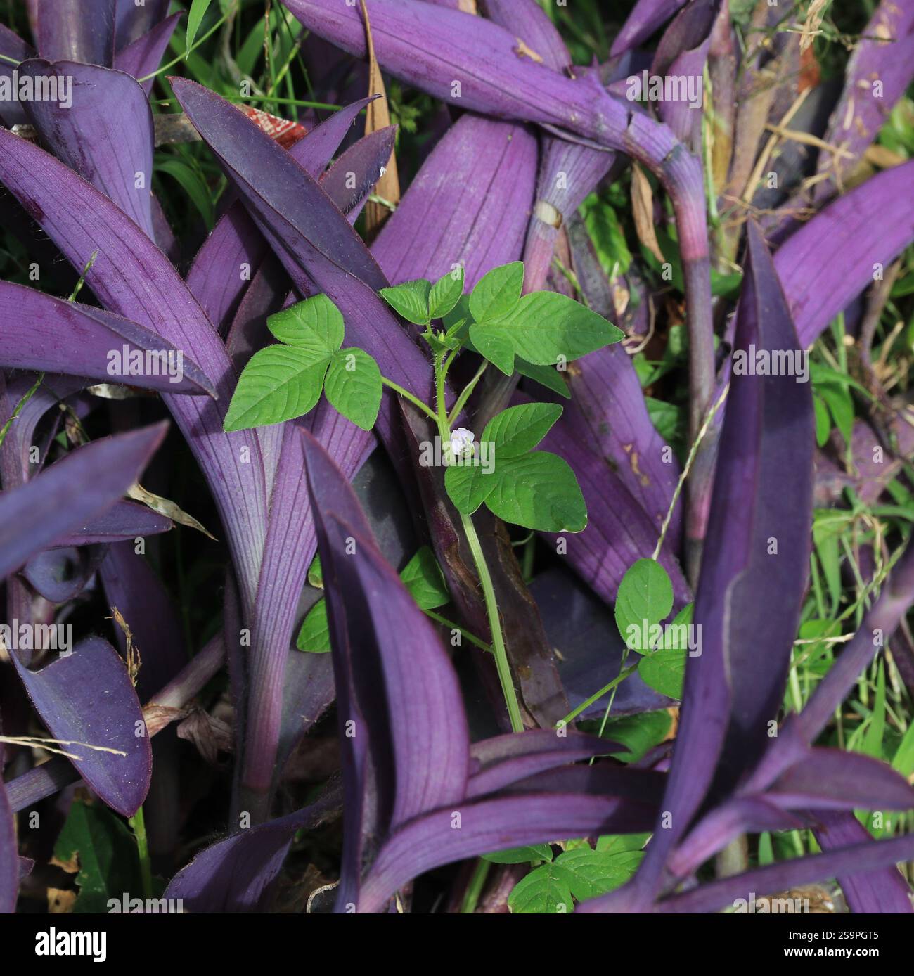 Lila tradescantia hi-res stock photography and images - Alamy