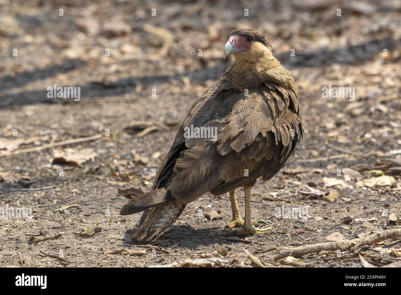 Crested caracara (Caracara plancus), backlight, Pantanal, inland ...