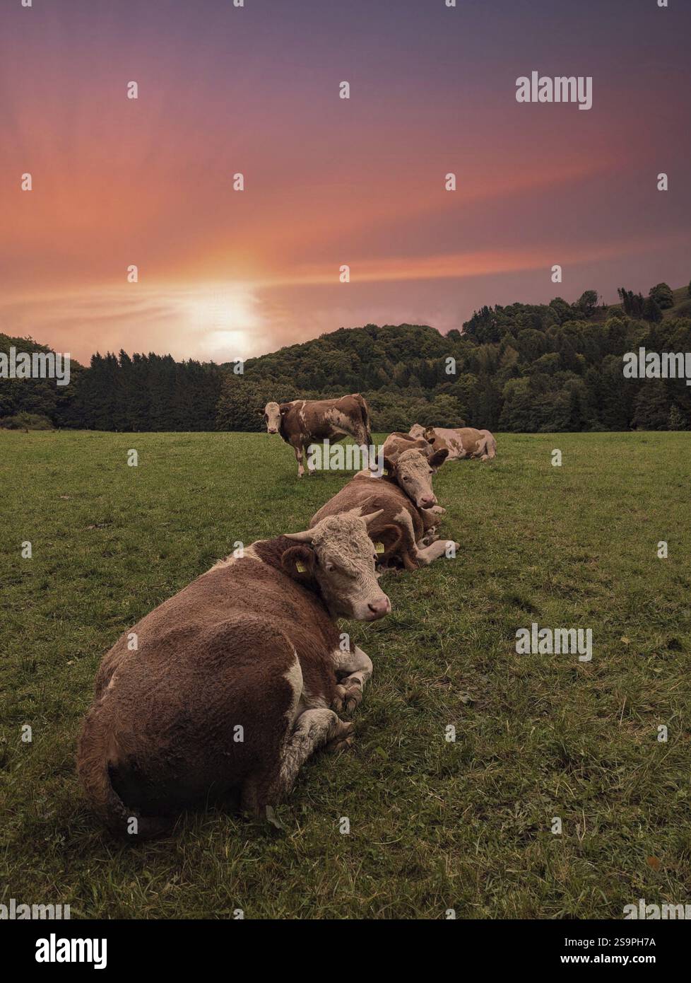 Species-appropriate animal husbandry, cows on a pasture in Hesse Stock ...