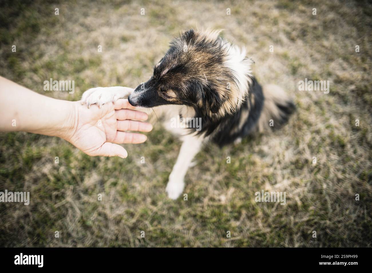 A dog on grass touching a human hand in a friendly manner Stock Photo ...