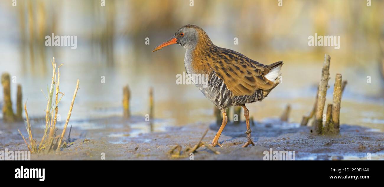 Water rail, (Rallus aquaticus), biotope, habitat, animal, animals ...