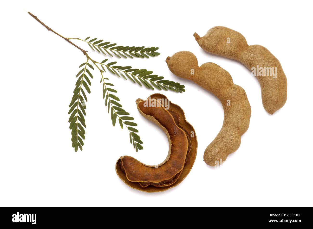 Fruits, Three sweet tamarinds Tamarindus Indica on green leaf on white ...