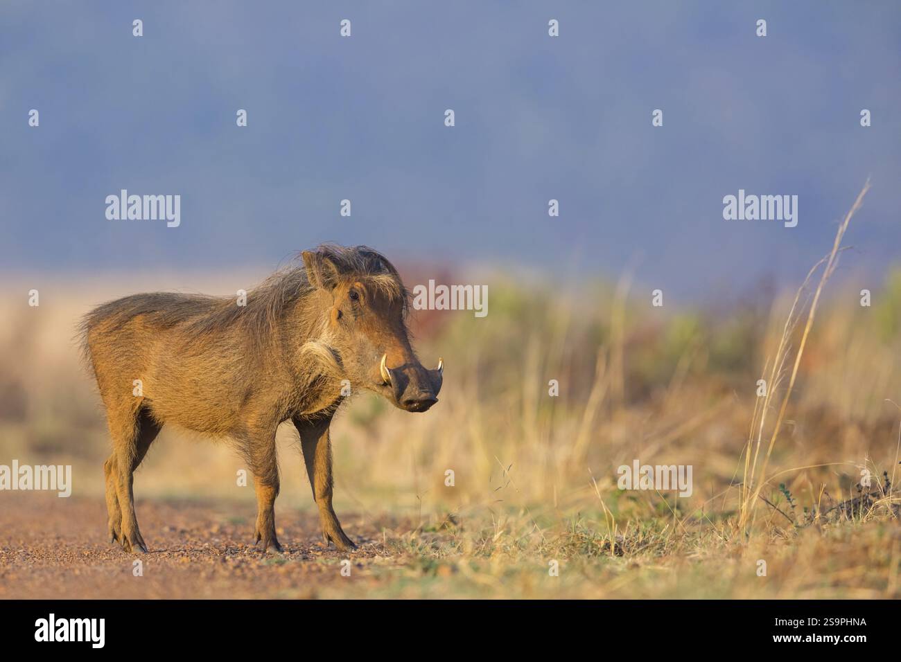 Warthog, (Phacochoerus africanus), animals, mammals, biotope, habitat ...