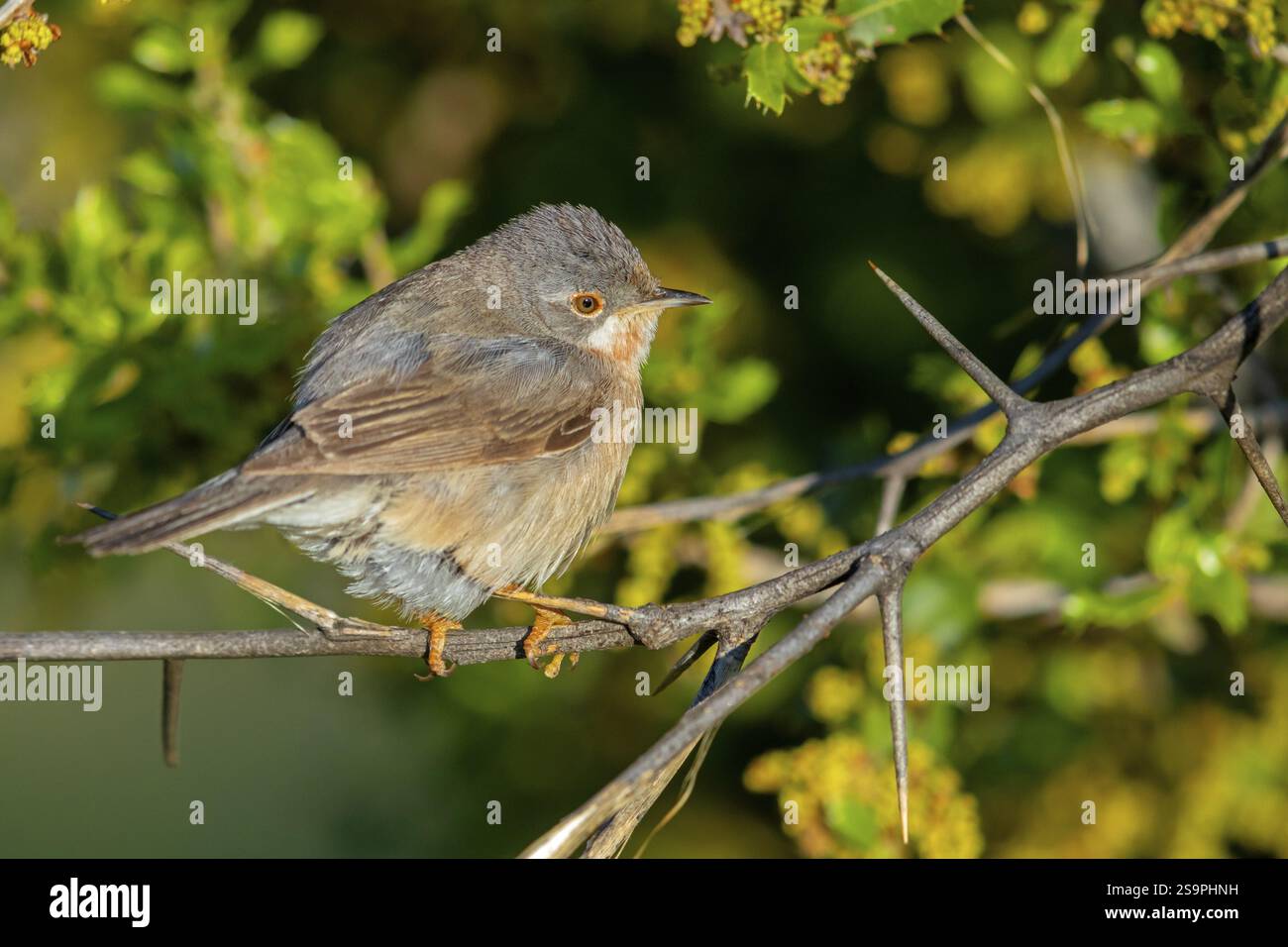 White-bearded warbler, warbler, (Sylvia cantillans), perch, biotope ...