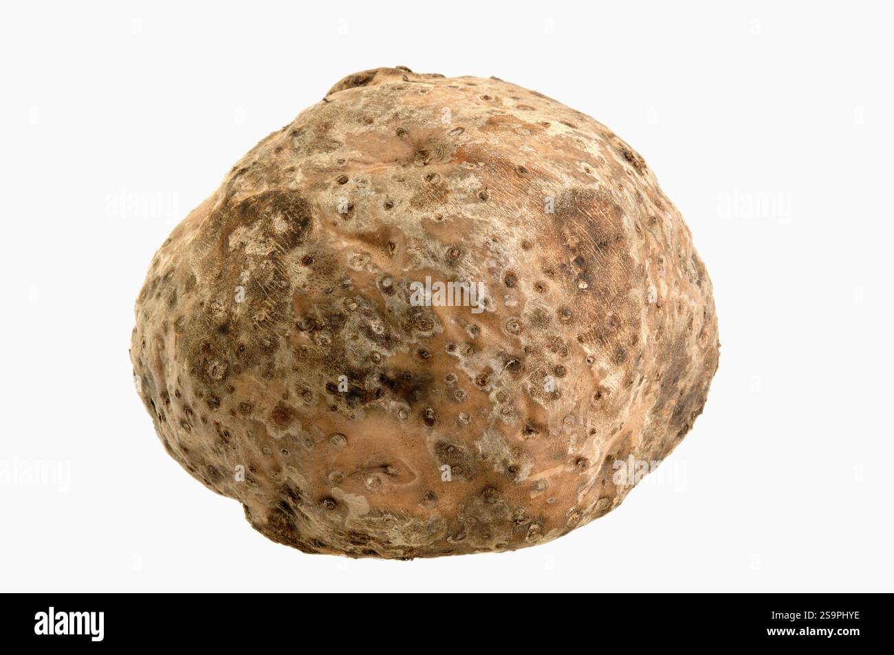 Vegetables, an elephant's foot on a white background Stock Photo - Alamy