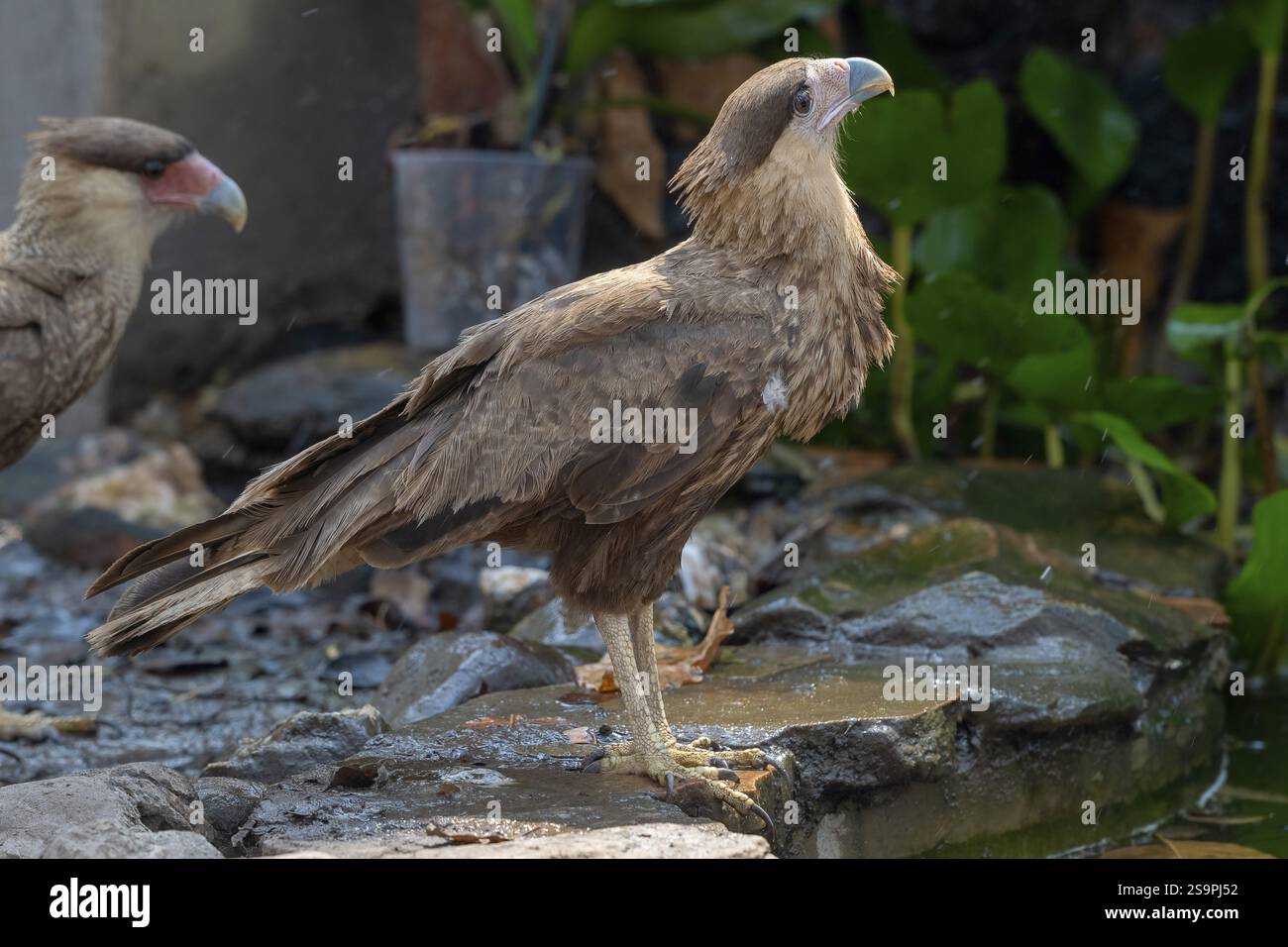Crested caracara (Caracara plancus), backlight, Pantanal, inland ...
