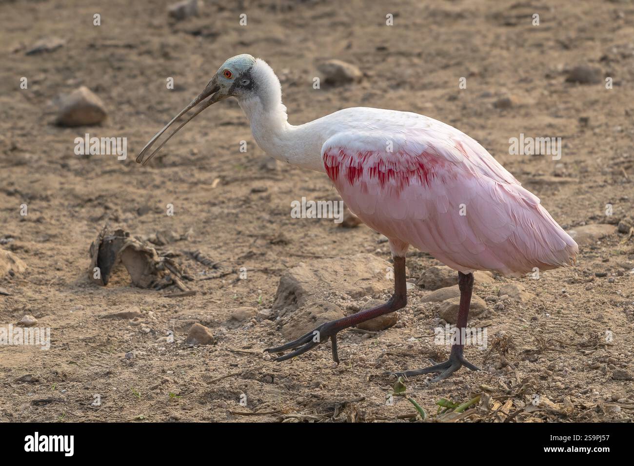 Roseate spoonbill (Ajaia ajaja), Pantanal, inland, wetland, UNESCO ...