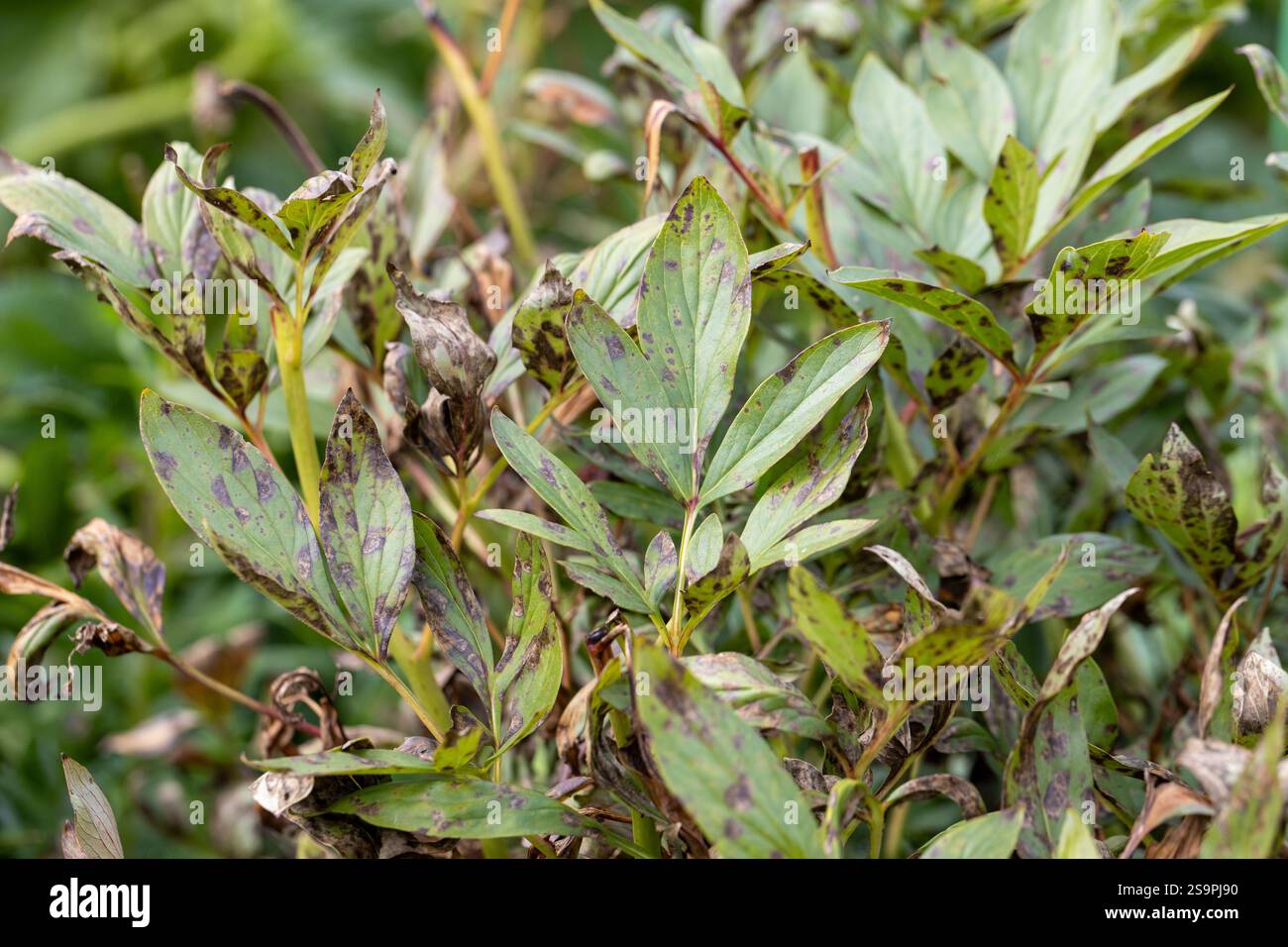 Brown rot of garden peonies. Leaves of a tree-like peony with signs of ...