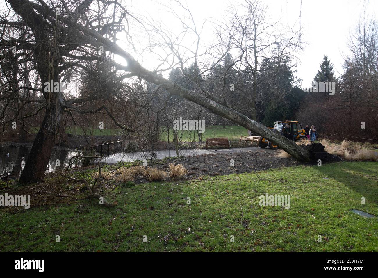 Edinburgh, UK. 27 Jan, 2025. Storm Eowyn cause a bit impact in trees in ...