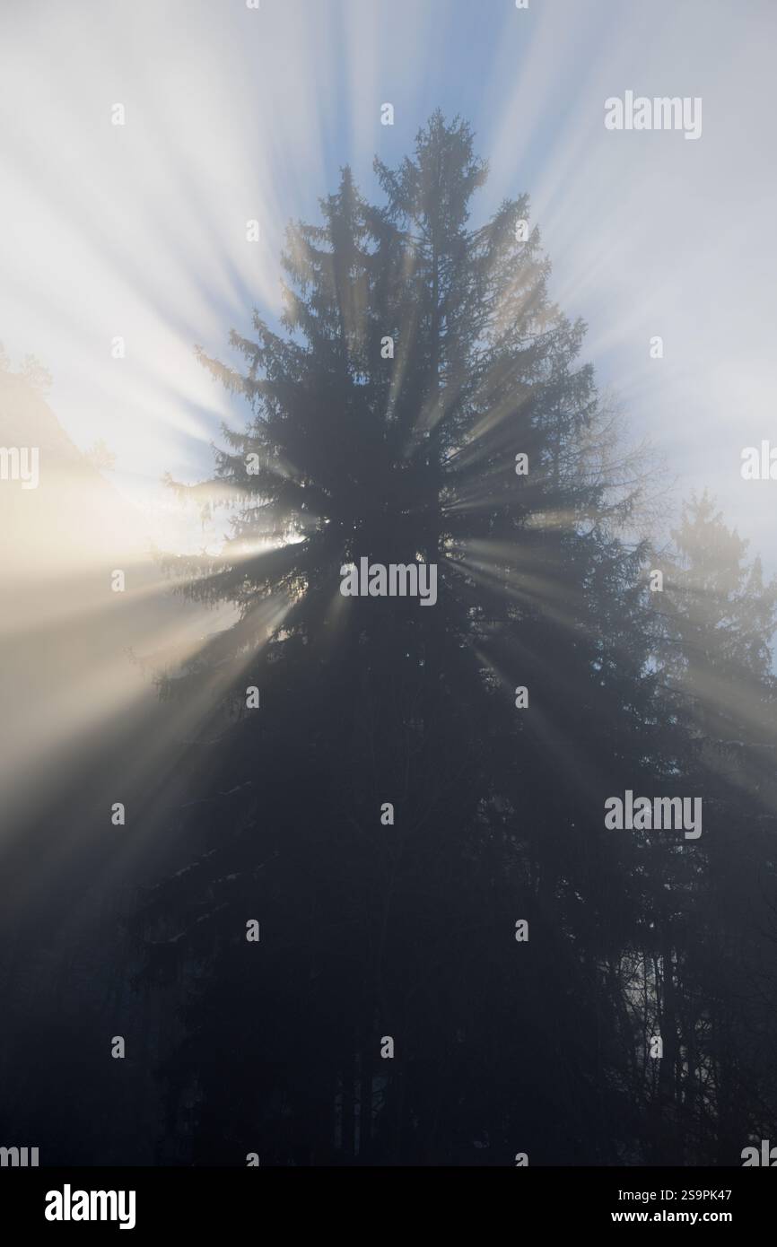 Sun hidden behind a coniferous tree with beautiful sunbeams, sunstar ...