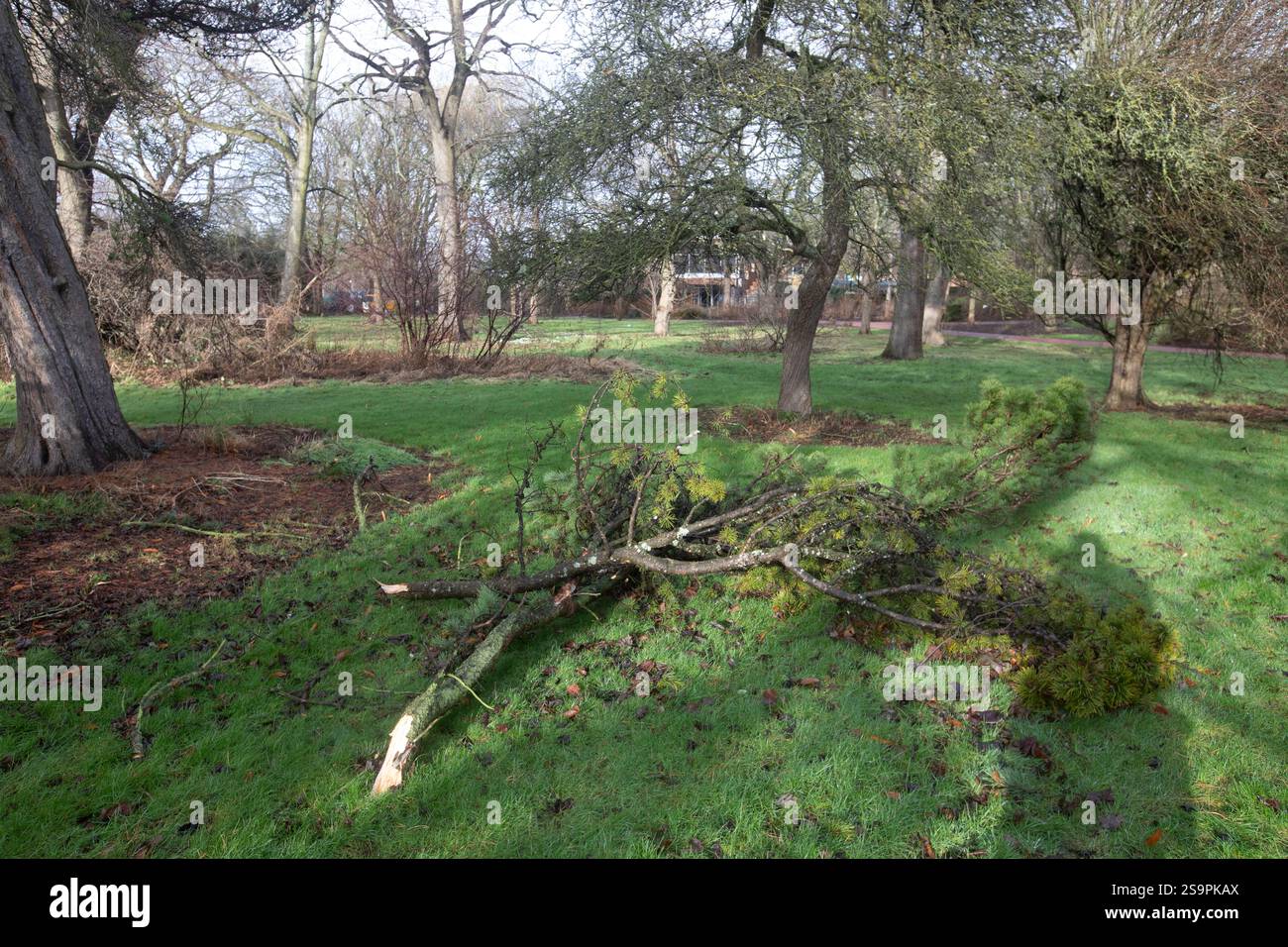 Edinburgh, UK. 27 Jan, 2025. Storm Eowyn cause a bit impact in trees in ...