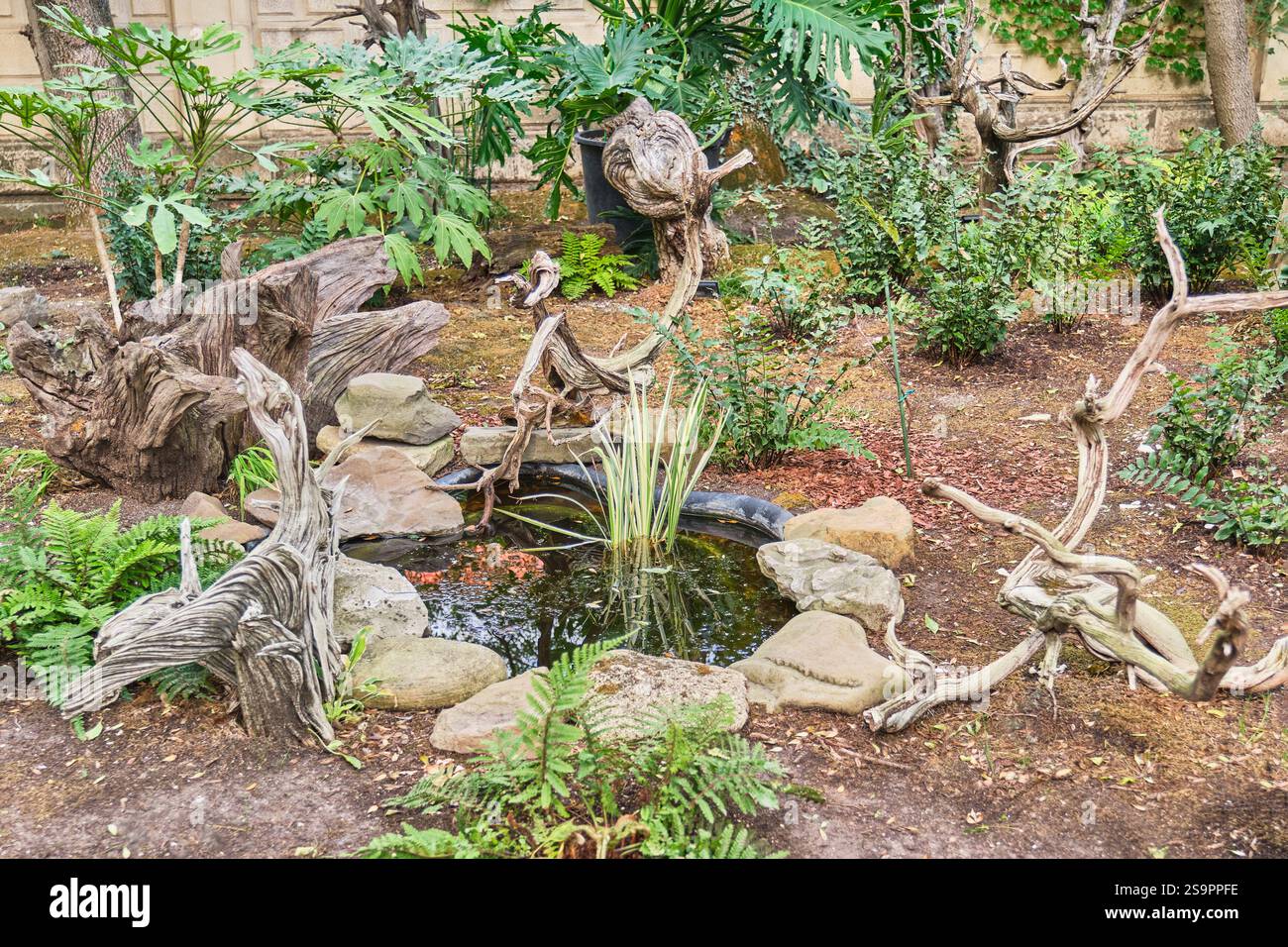 Small, rustic garden pond surrounded by natural stones, driftwood, and ...