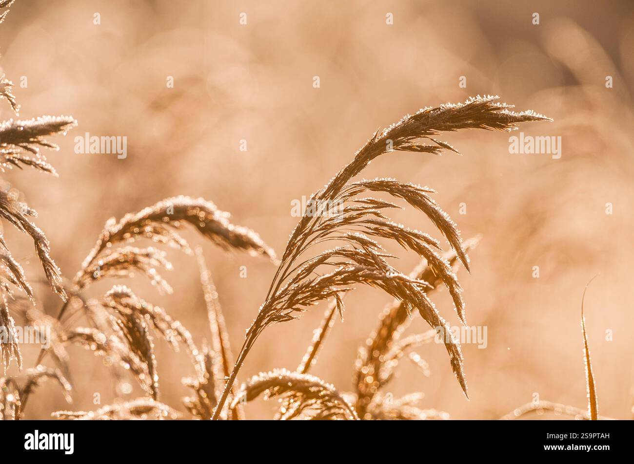 Reeds sway in wind setting hi-res stock photography and images - Alamy