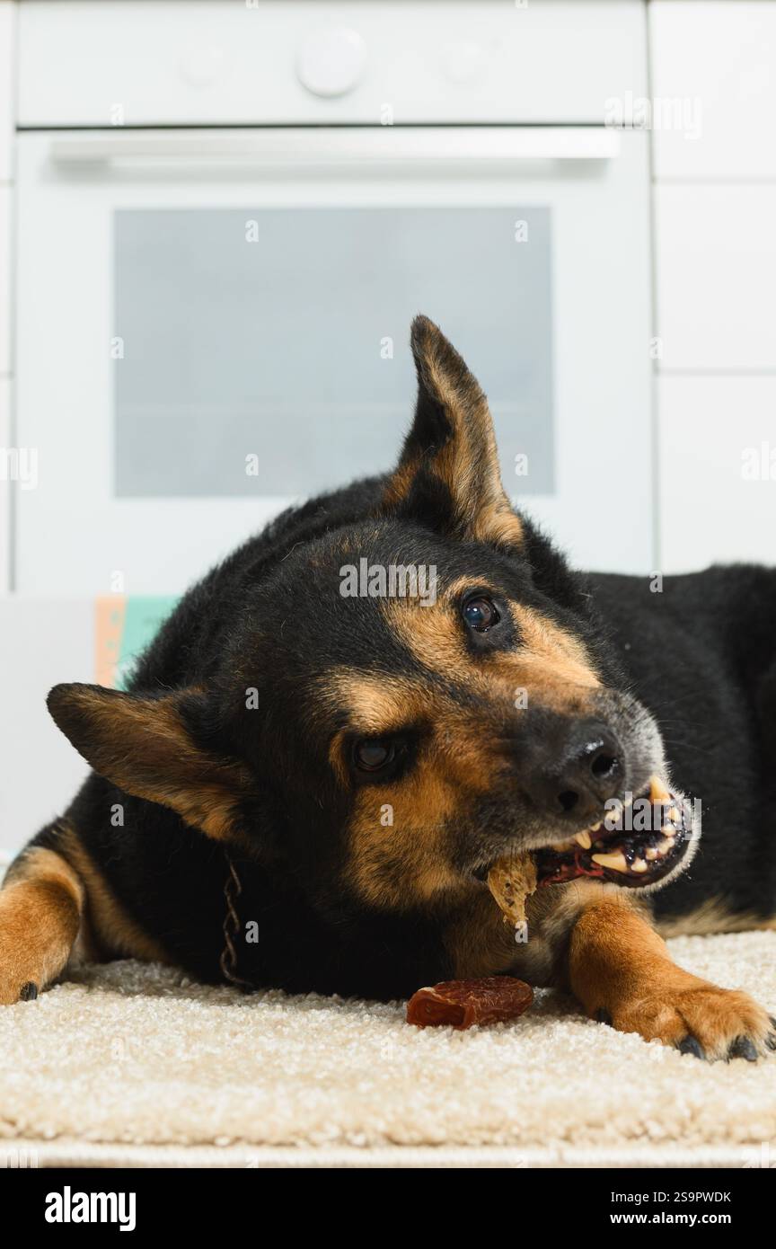 A German shepherd lying on a carpet in a cozy room, chewing a dog treat ...
