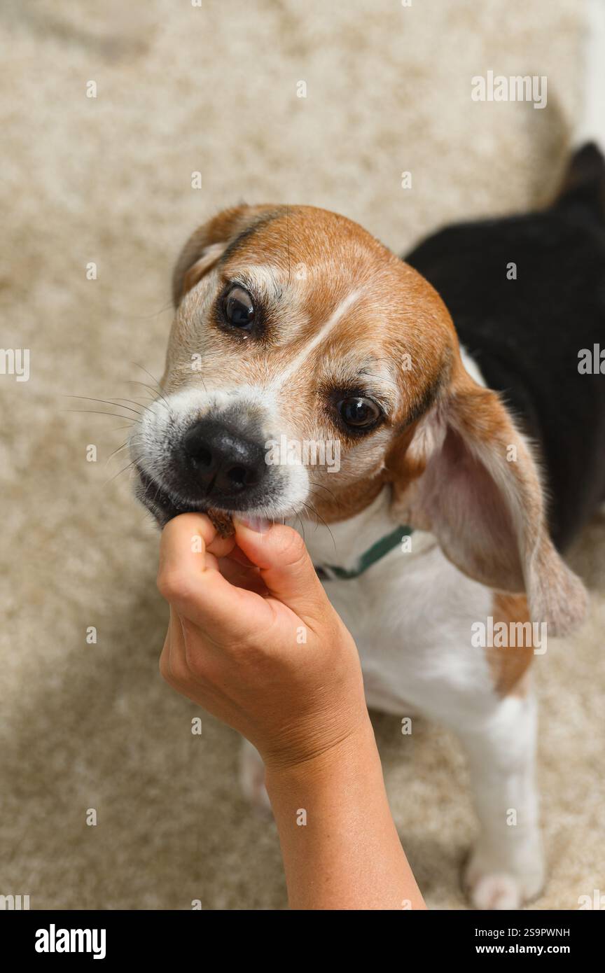 A cute beagle dog being fed by a human hand, sitting on a carpet ...