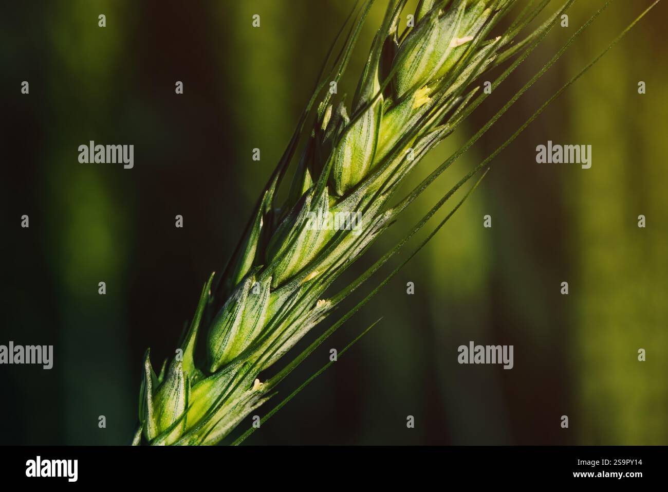 Ear of wheat in early stages of crop development, green unripe cereal ...
