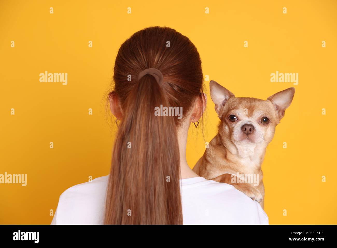 Teenage girl with her cute Chihuahua dog on yellow background, back ...