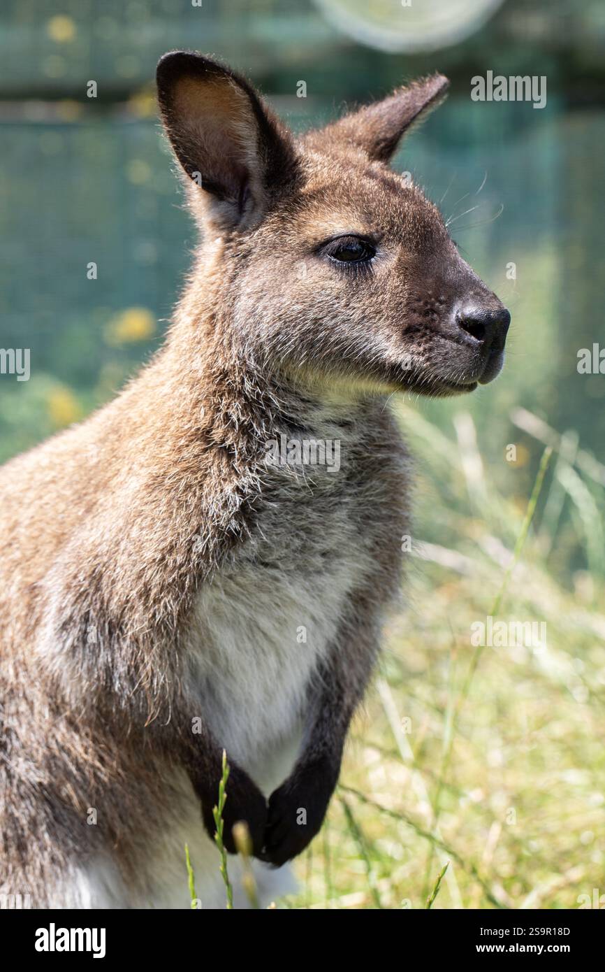 Cute fluffy wallaby in the park. Marsupial mammals. Australia Stock ...