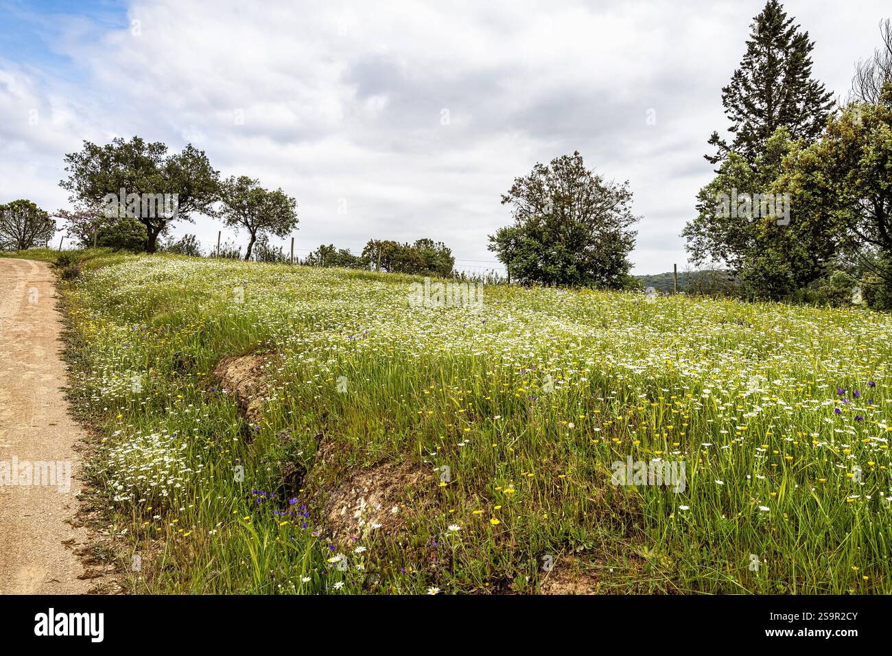 Beautiful landscape with wildflower meadows, rivers and waterfalls in ...