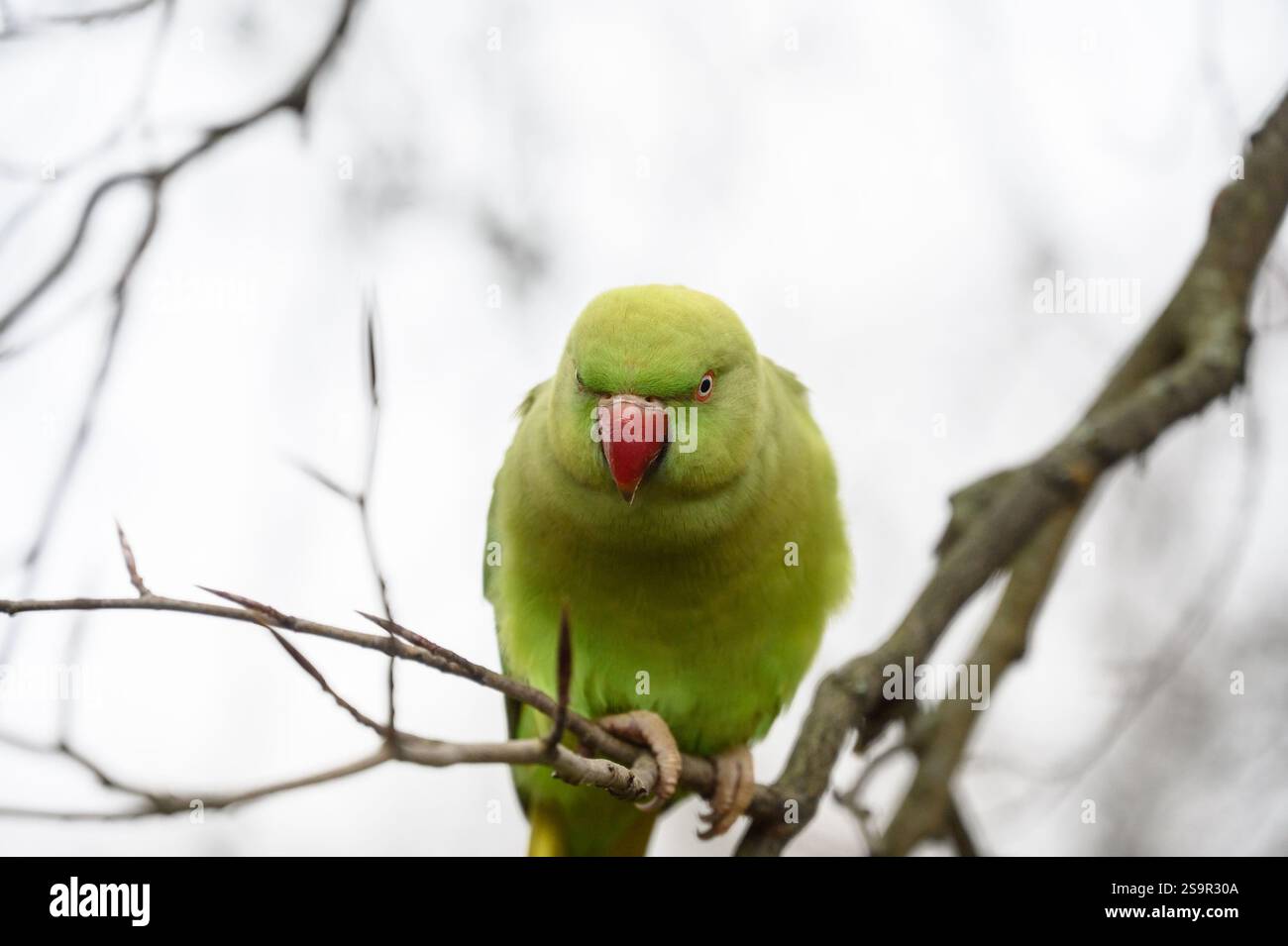 Ring-Necked Parakeet / Indian Rose-Ringed Parakeet (Psittacula krameri ...