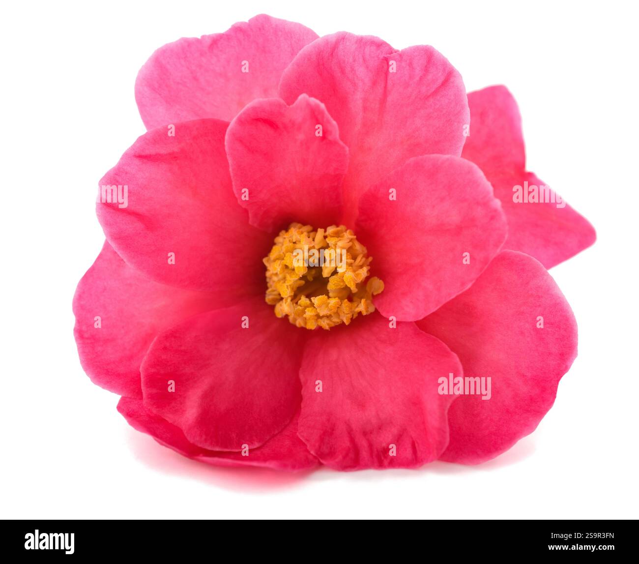 Beautiful pink camellia flower hi-res stock photography and images - Alamy