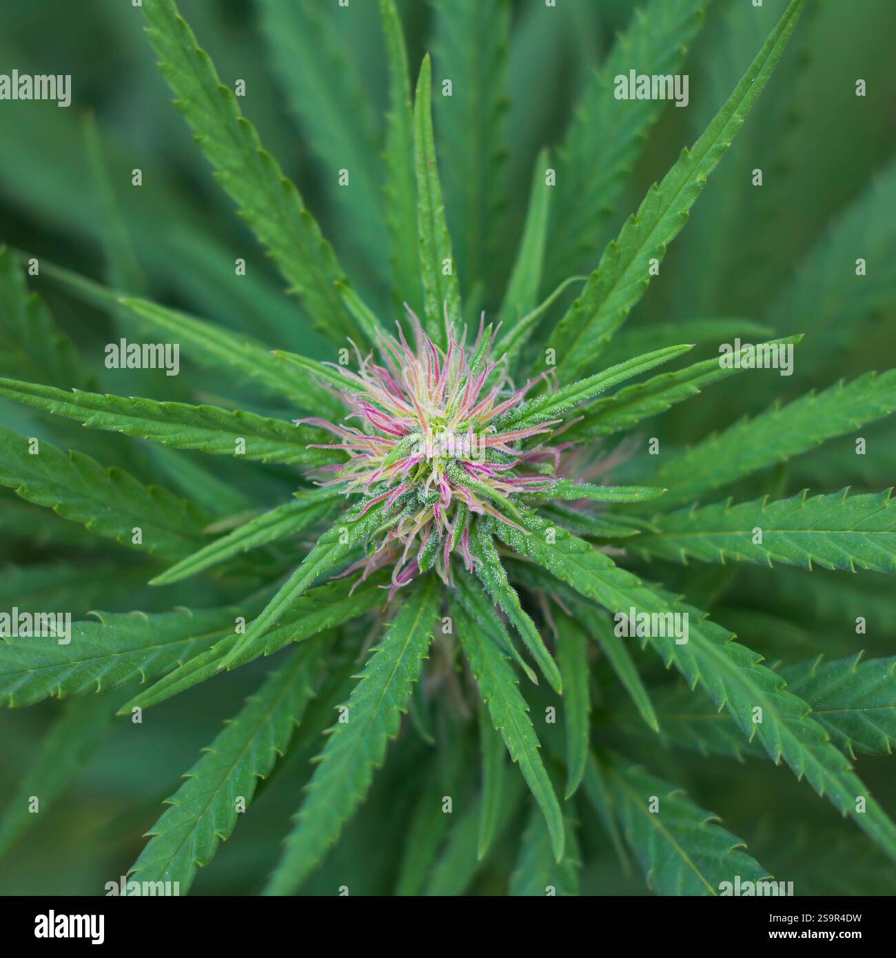 Cannabis bud marihuana plants hi-res stock photography and images - Alamy