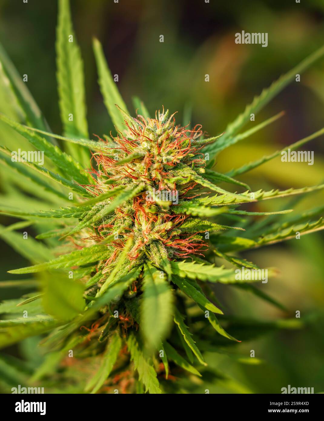 Culture leaves drugs hashish hi-res stock photography and images - Alamy